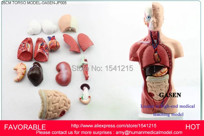 ORGANS TORSO ANATOMY MODEL MEDICAL DUMMY MEDICAL MANNEQUIN HUMAN MUSCLE ...