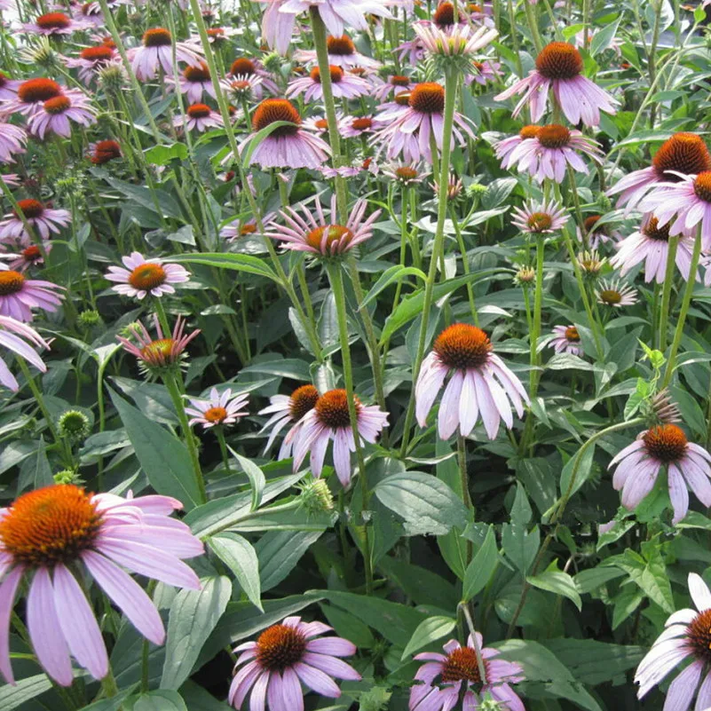 Echinacea purpurea zaden