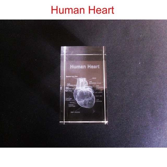 Cool Human Heart Pictures