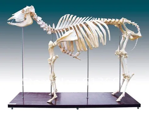 medical educational skeleton,vivid real animal bone sheep skeleton-in ...