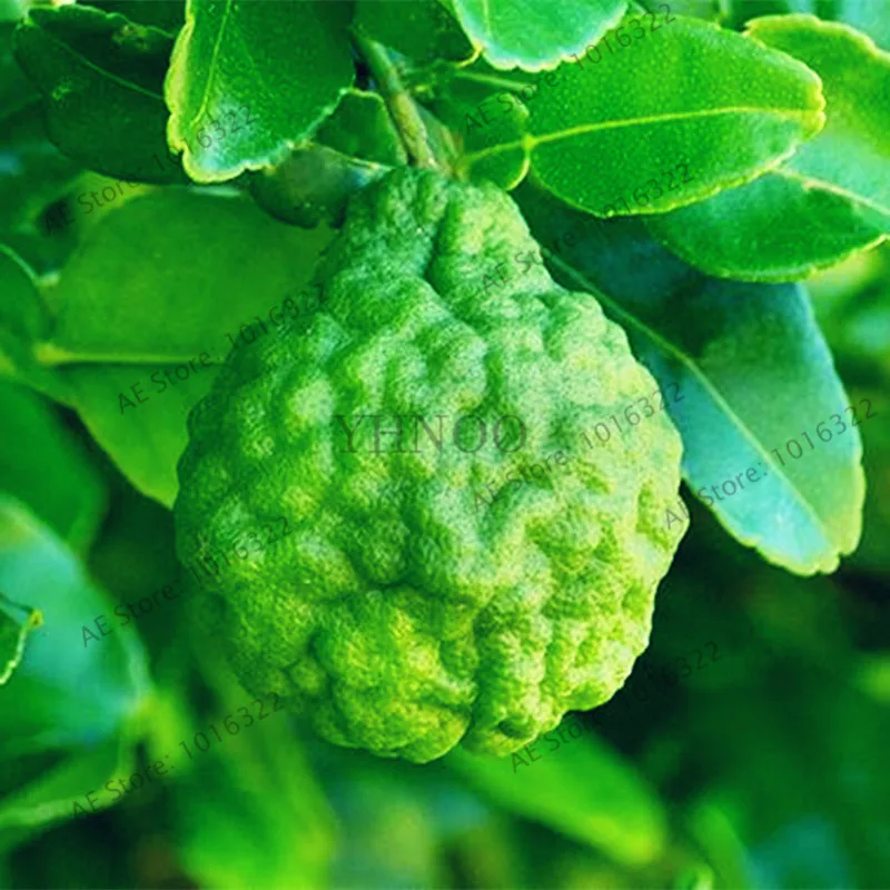 50pcs/bag Key Lime Bonsai,Citrus aurantifolia Plants,organic fruit tree ...
