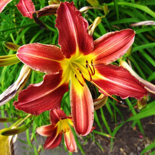 Rare Multi-Color Lily Flower Seeds 100pcs/pack – GreenSeedGarden
