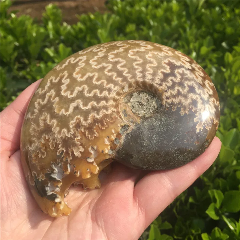 Natural Ammonite Fossil Specimen Ammolite Ocean Animal Snail Conch ...