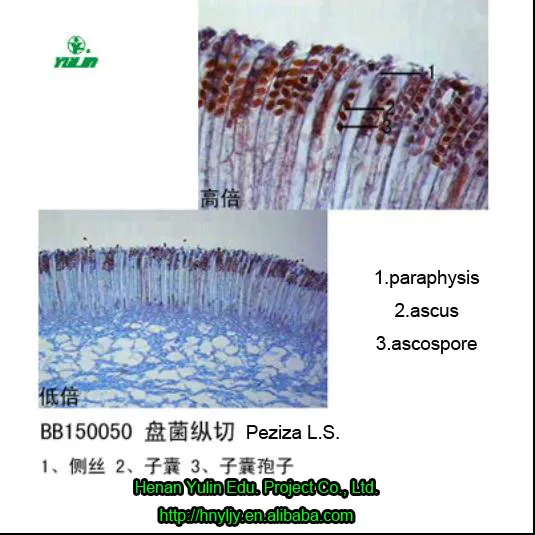 Peziza Slide