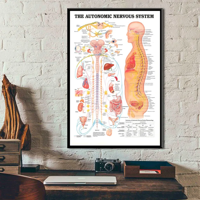 P517 Anatomical Chart Human Body Anatomy Medical Art Painting Silk ...