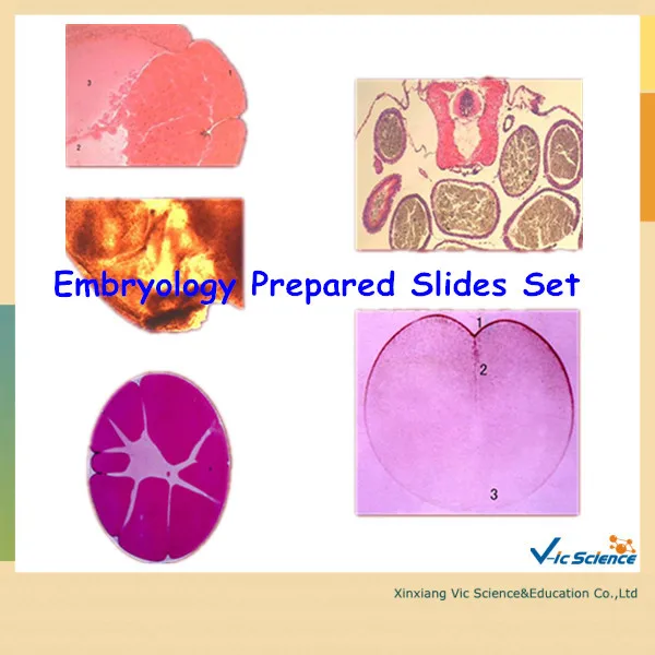 Embryology-Prepared-Slides-Set.jpg