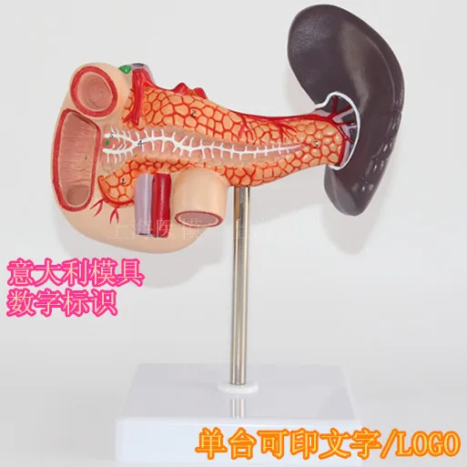Spleen And Pancreas Duodenum Model Hepatobiliary And Pancreatic ...