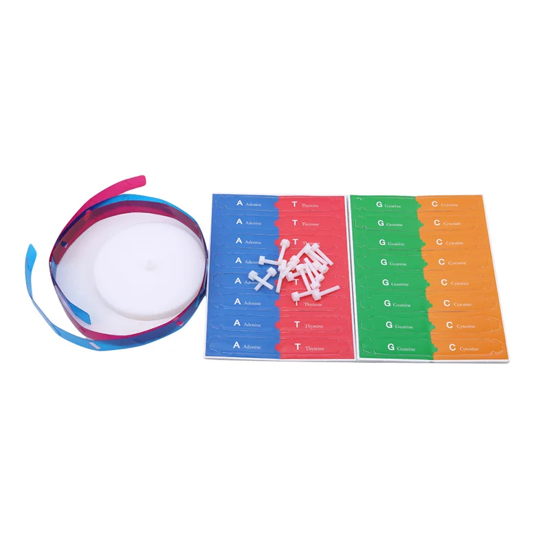 DNA Models Science and Exploration Sets Toys For Kids - GYOBY® TOYS