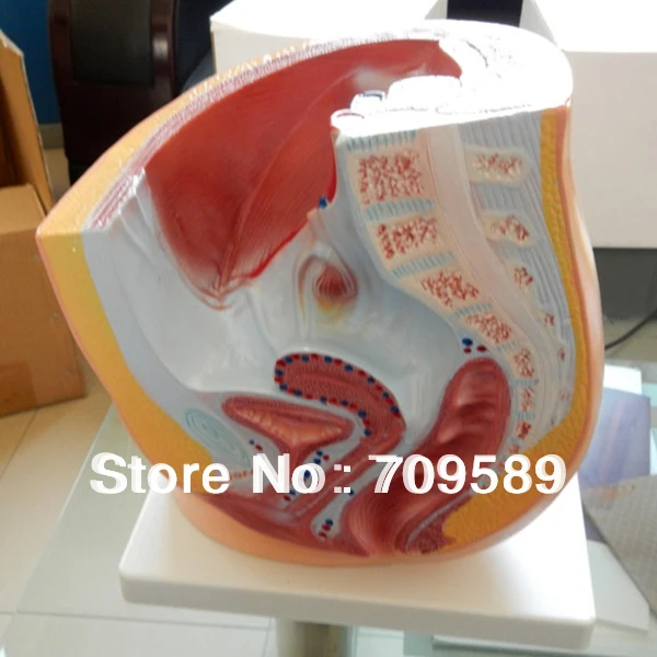 Iso Anatomy Pelvis Model Median Section Of Female Pelvis Model In Medical Science From Office