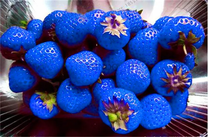 Loss Pcs Rare Blue Strawberry Plants Fruit Vegetable Bonsai Garden Grow ...