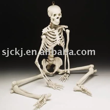 Life Size Human Bucky Skeleton, Halloween prop model|props halloween ...