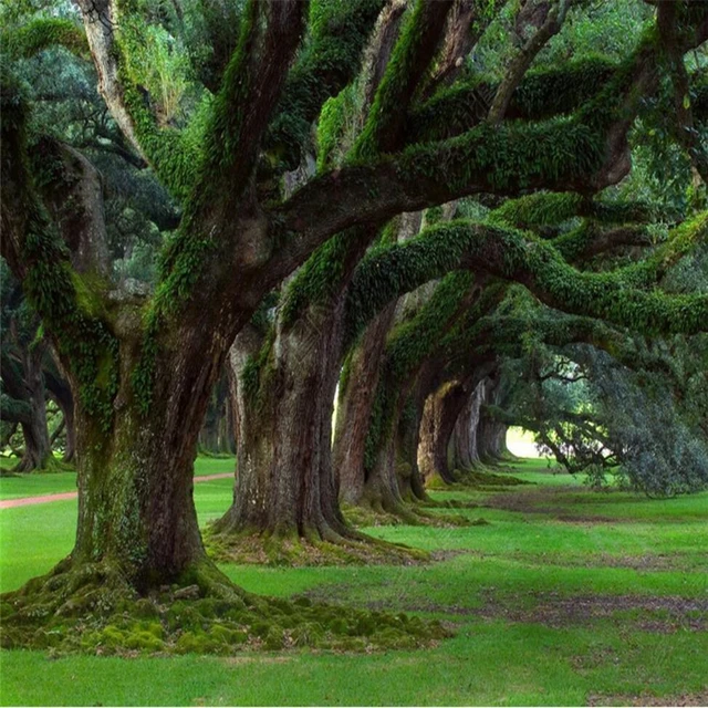 Oak Tree Forest Wallpaper
