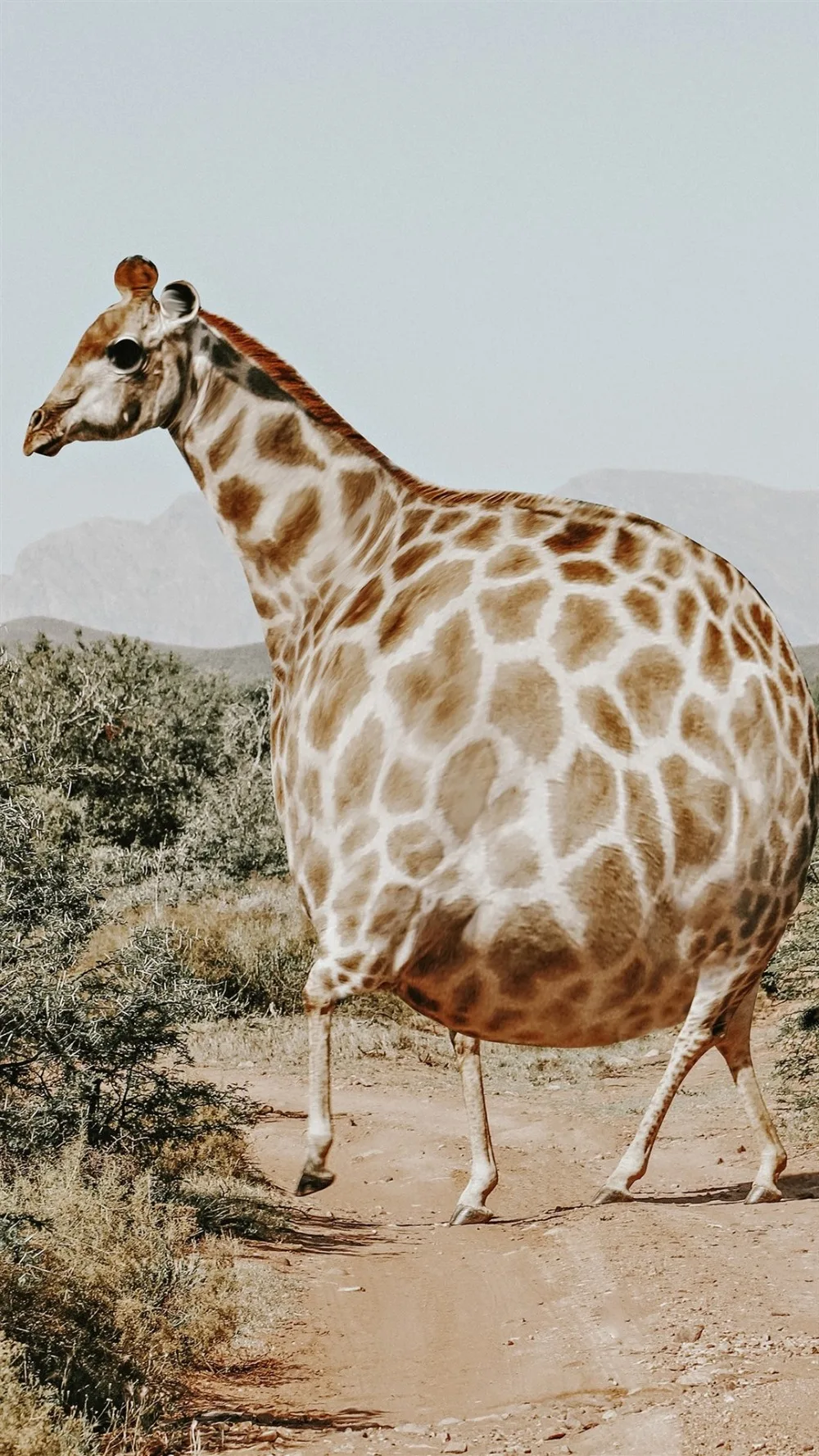 Fattest Giraffe In The World