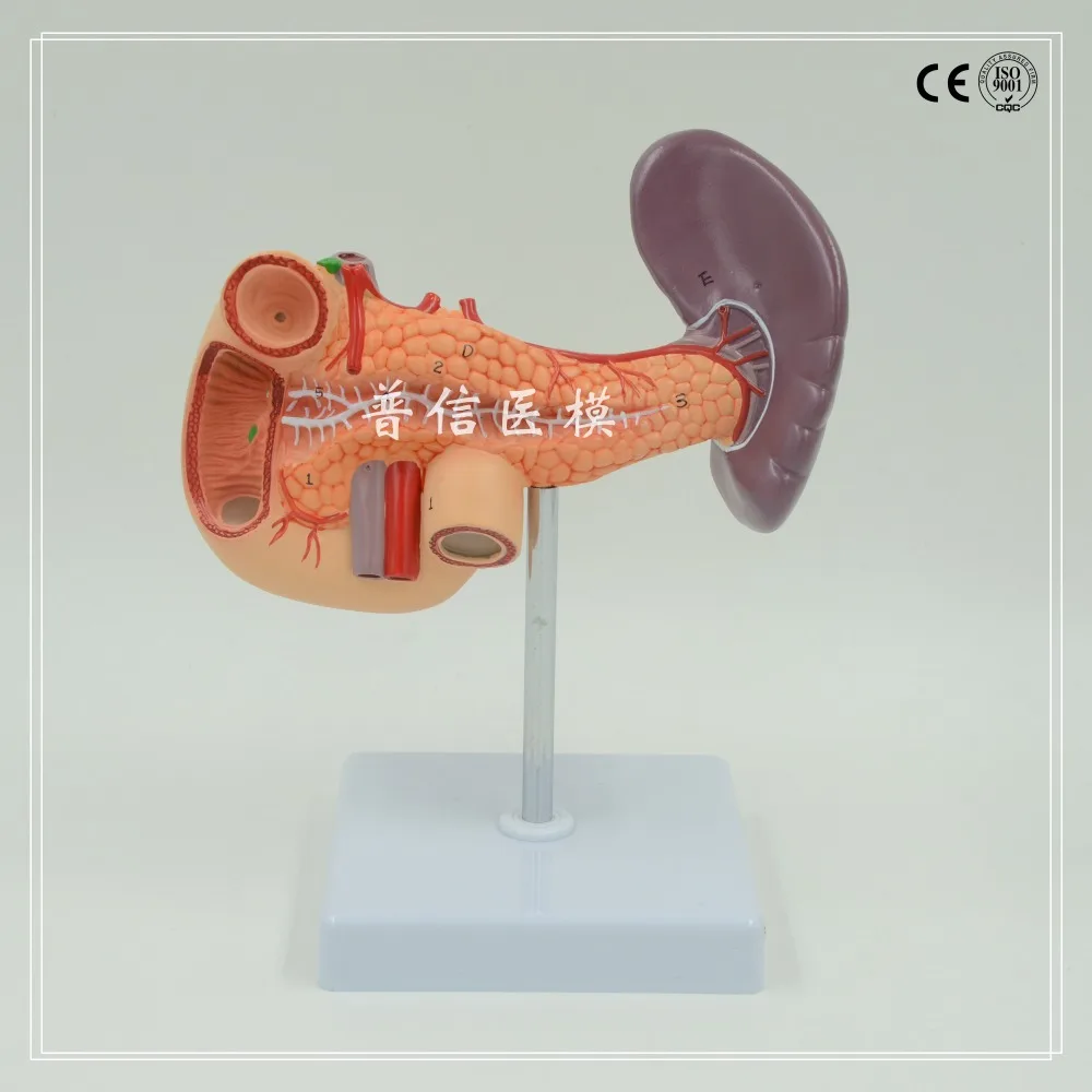 Human pancreas spleen duodenum Medical anatomical model|Medical Science ...