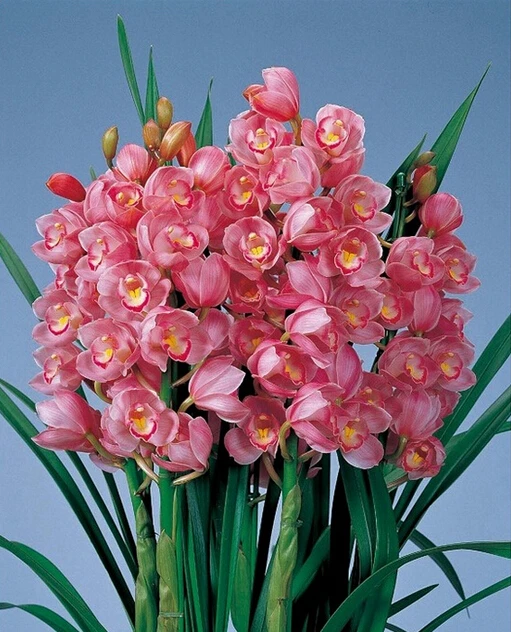 150 Pcs 5 Kinds Chinese Cymbidium Plants Bonsai Garden Flower Orchid ...