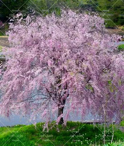 10pcs Weeping Sakura plant Beautiful Oriental Cherry Blossom plant ...