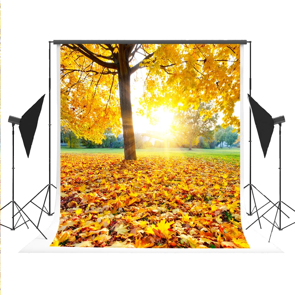 Forest Natural Scenic Backgrounds Sunset Falls Professional Photo ...