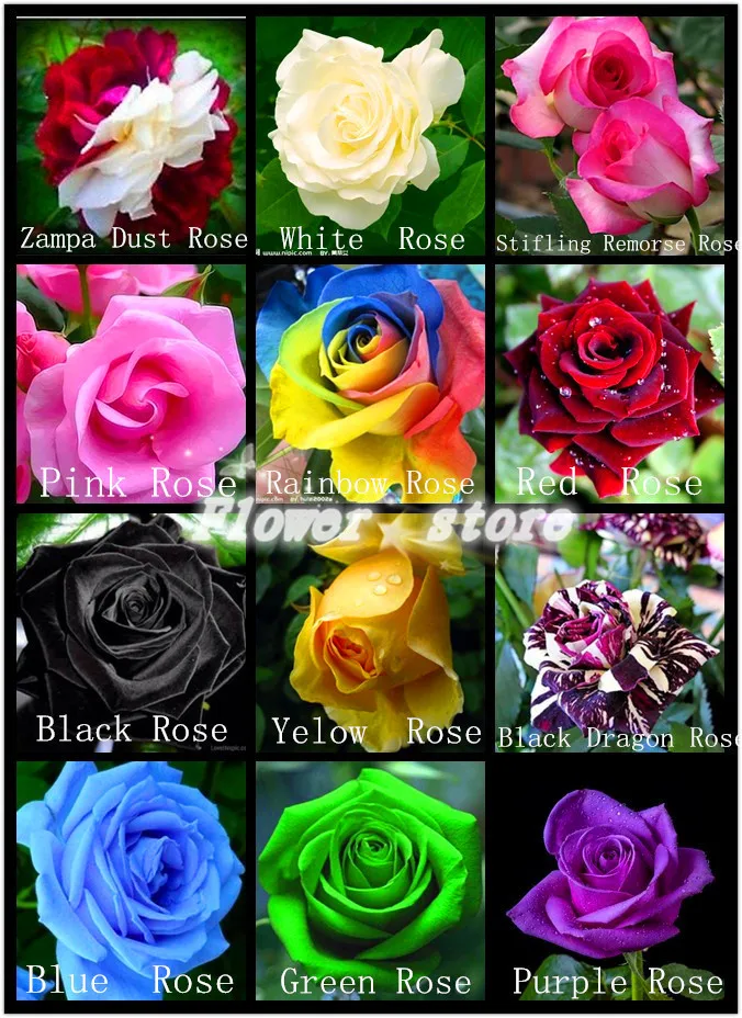 Aliexpress.com : Buy Flower pots planters ,12 Kinds Of 600 Seeds ...