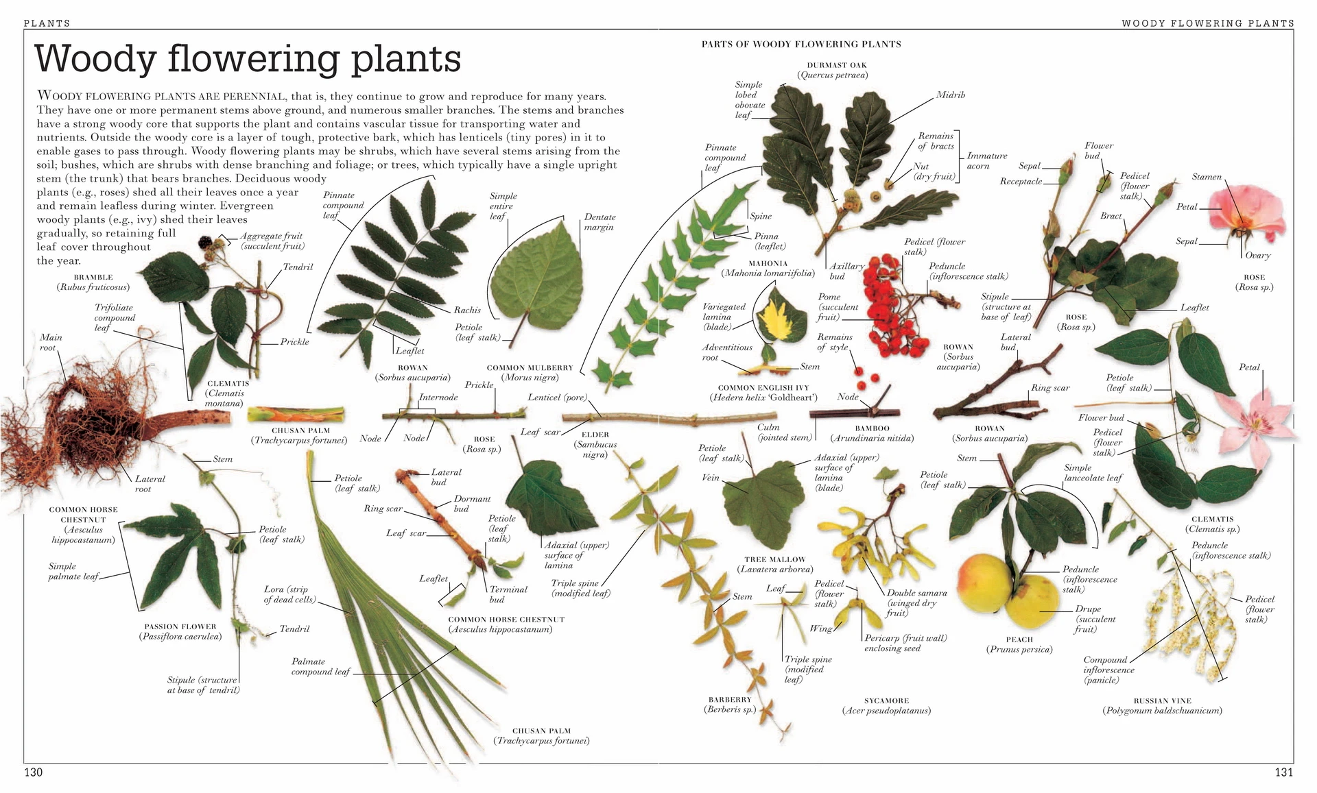 Vintage Plants Encyclopedia Poster Woody Plants Anatomy Classic Canvas ...