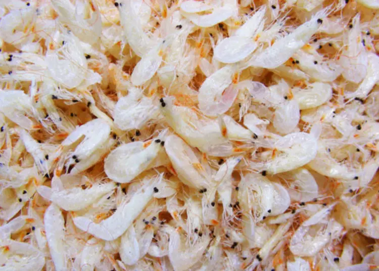 Naturally Dried Baby Sea Shrimp with shell High Protein antioxidant ...