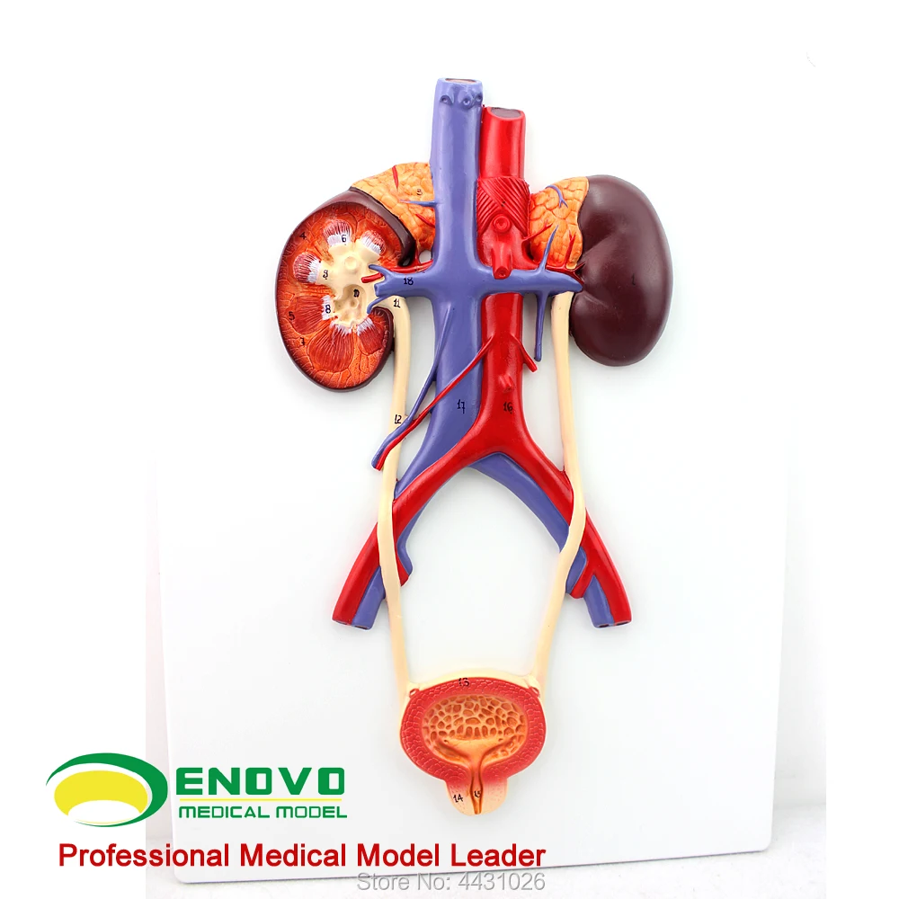 ENOVO-Human-urinary-system-model-ureteral-urethral-model-renal-anatomy ...
