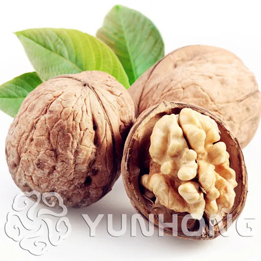 Evergreen Tree Dracontomelon Dao Bonsai 1PCS Ornamental Plant Pacific ...