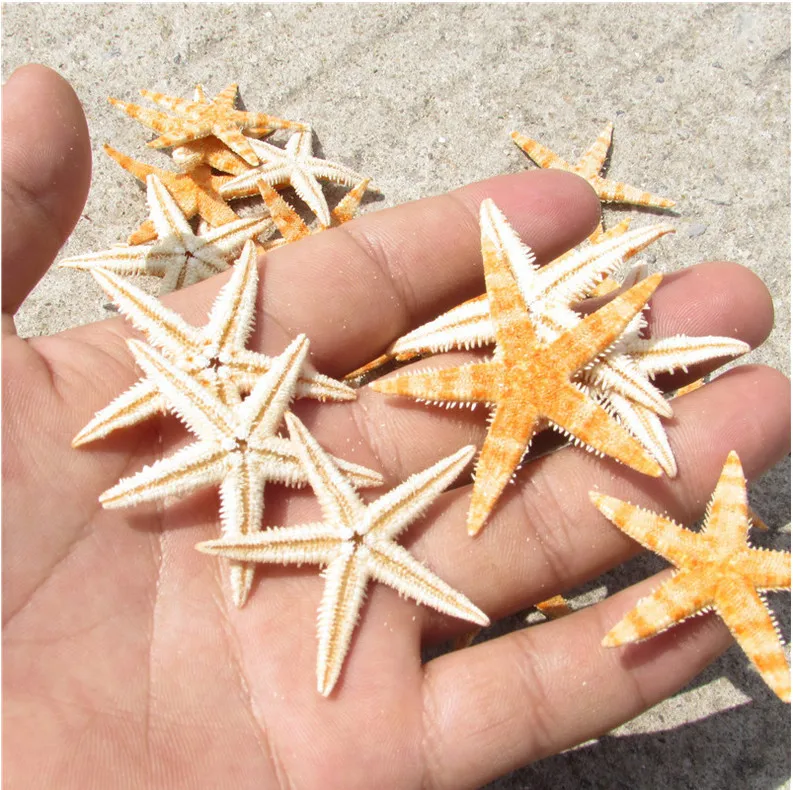 Hot-new-conch-sea-star-100pcs-lot-Natural-Artificial-Starfish-Platform ...