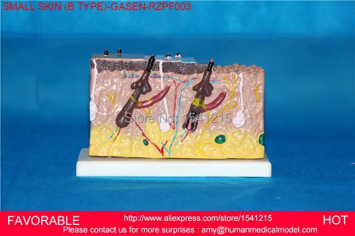 HUMAN SKIN BLOCK WITH HAIR ANATOMY MODELS,MAGNIFY ANATOMICAL SKIN ...