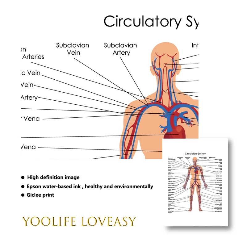 Human Circulatory System Labeled