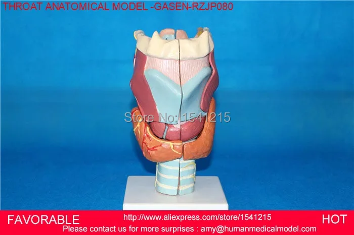 Human throat model,anatomical model Medical Science teaching supplies ...