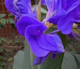 3pcs a lot shining blue double color canna flower bulb 100% real with ...