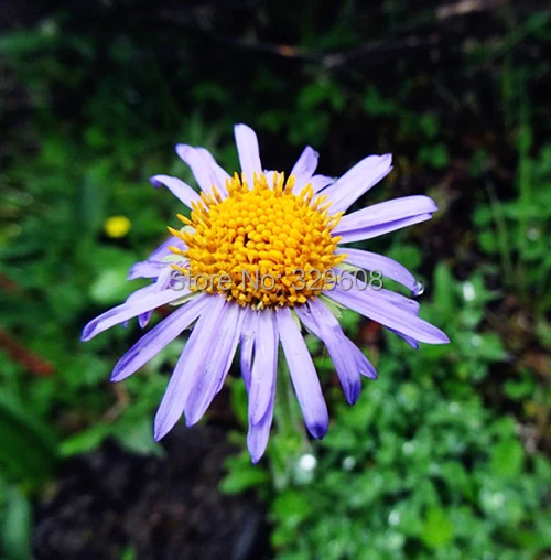 5 Pack 250 Seed Alpine Aster Seeds Aster Alpinum Asteraceae Flower ...