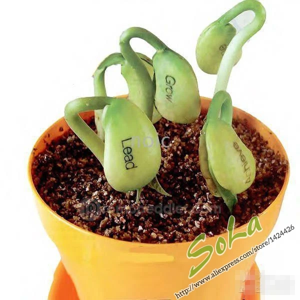 Real Magic Beans 10 Beanstalk Seeds Bonsai Foliage Seeds Magic Bean For ...