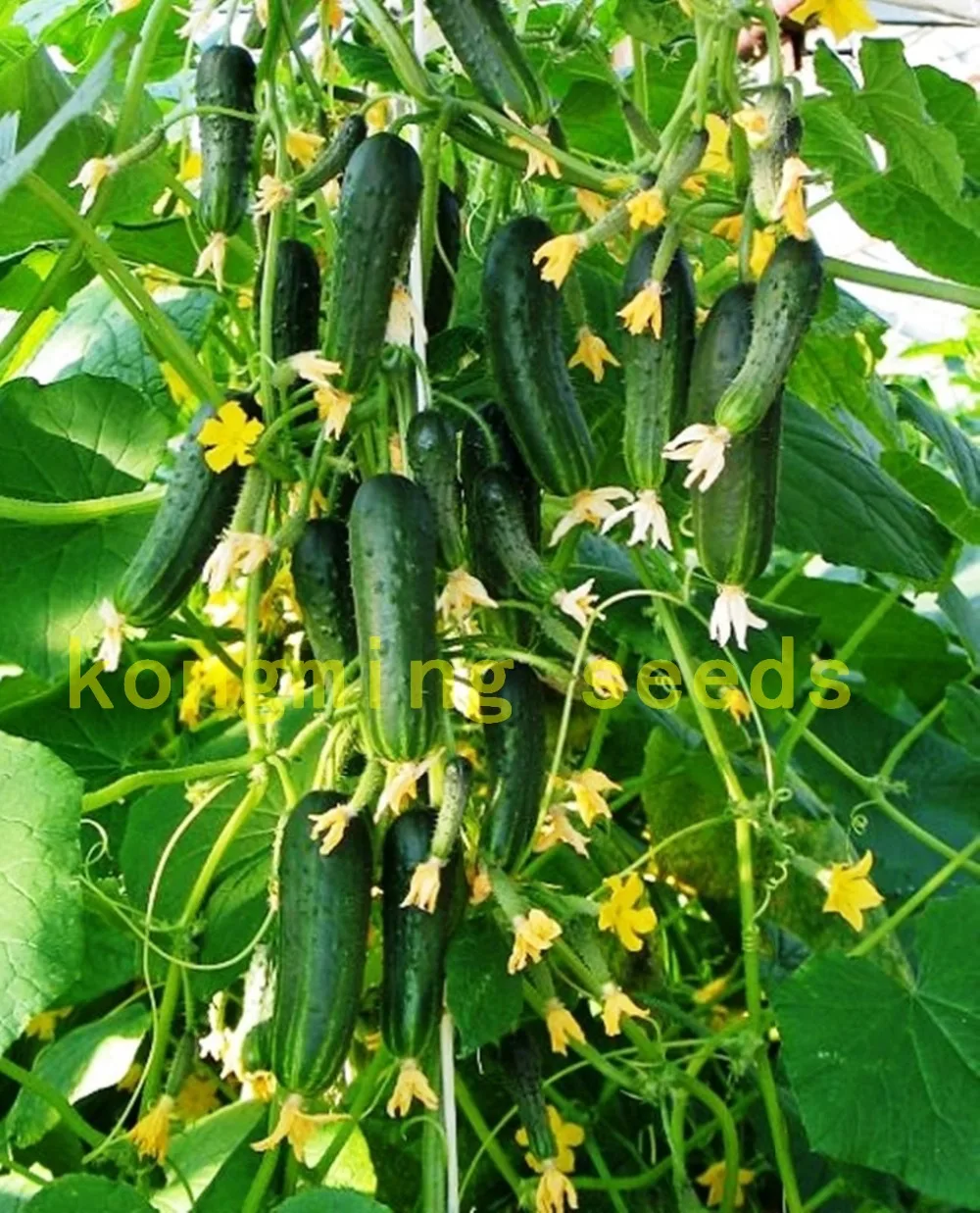 cucumber seeds 100 japan mini cucumber vegetable and fruit seeds for ...