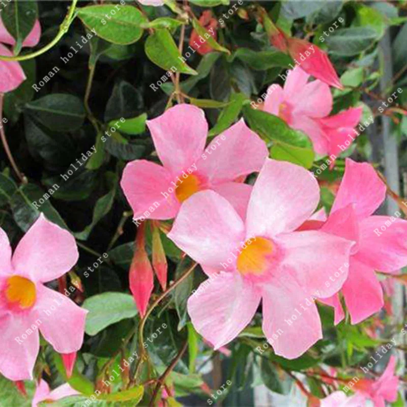 ZLKING 10pcs Floating Rattan Mandevilla Flower Bonsai Plants For Home ...