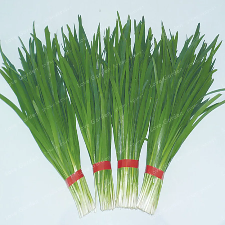 Chinese Chive Seed Garden Potted Leek Plants Seeds For Home Garden Easy ...