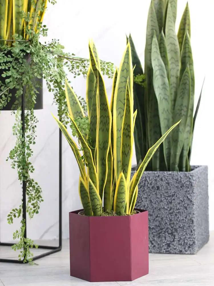 Planta Espada-de-são-jorge artificial de 60cm (sansevieria trifasciata ...