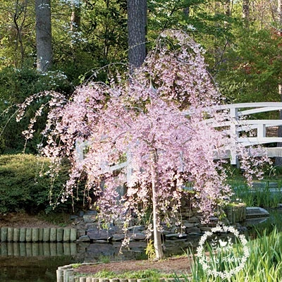 Weeping Cherry Bonsai Tree