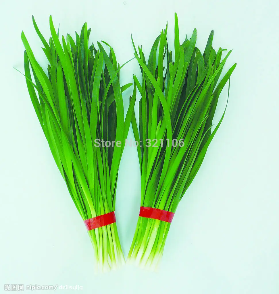 400 Chinese Chive Seeds (Allium tuberosum, Garlic chive) Vegetable ...
