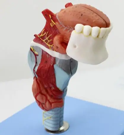 Laryngopharyngeal-model-laryngopharyngeal-anatomisi-modeli-dil-model ...