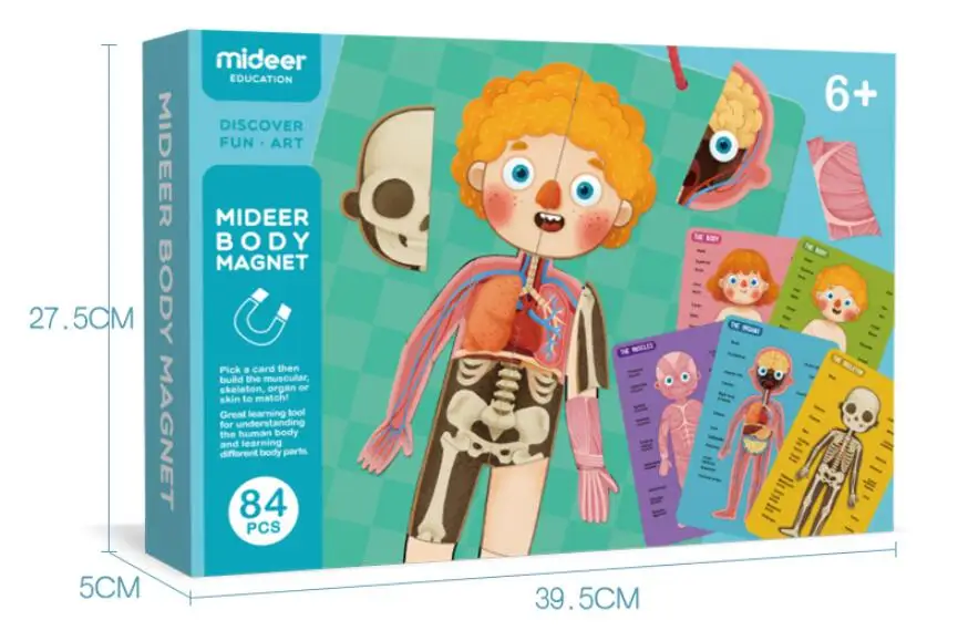 Jigsaw-models-of-human-organs-Children-s-body-parts-cognition-Magnetic ...
