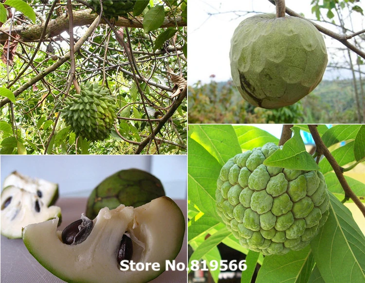 Sweetsop Tree