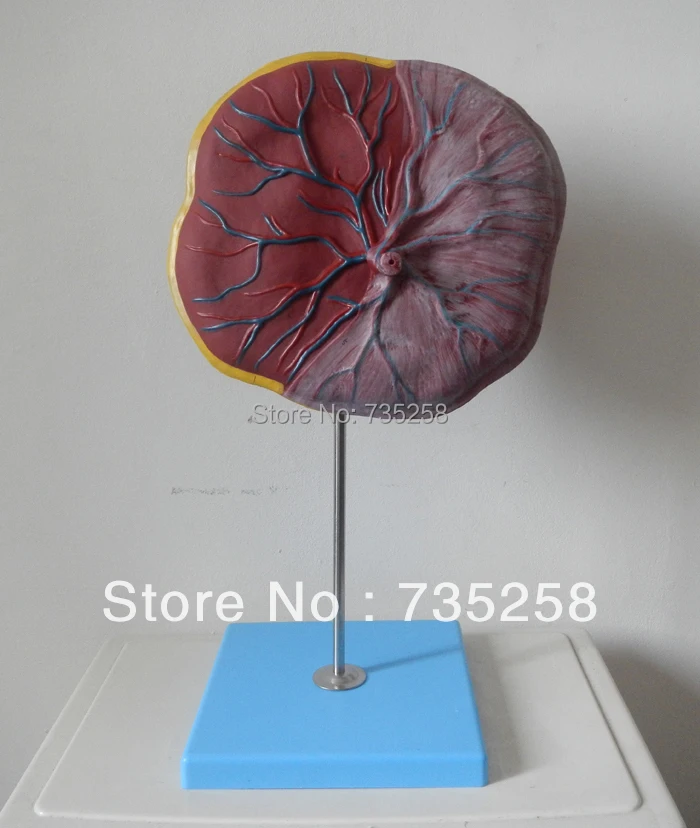 Human Placenta Umbilical Cord Anatomical Model Pe
