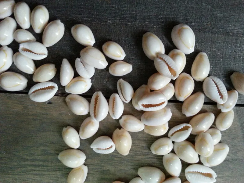 Natural 1cm cute sea shells idea for fish tank decoration and home ...