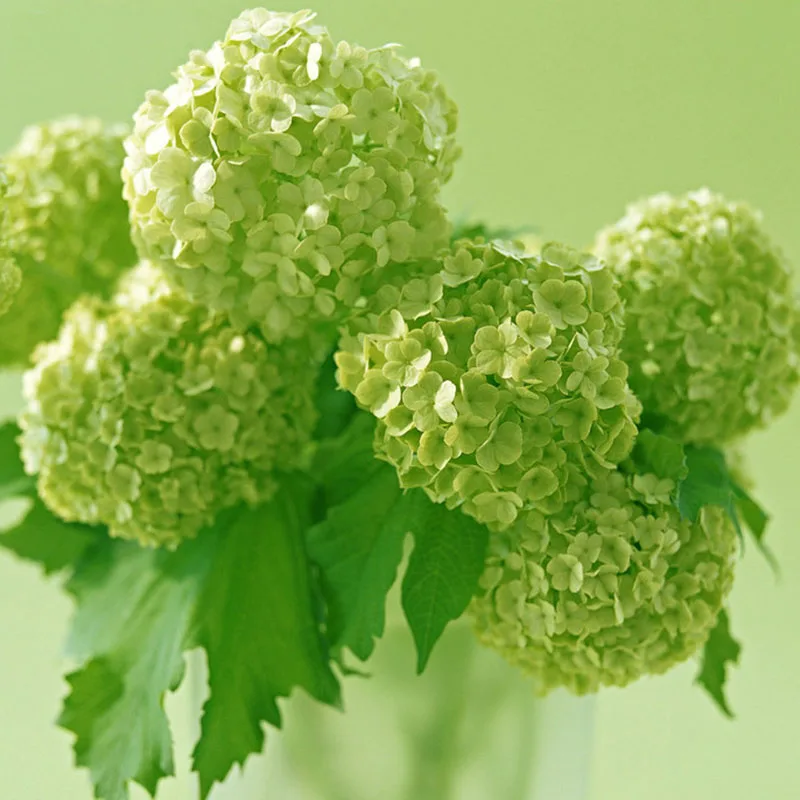 Online Buy Wholesale green hydrangea from China green hydrangea ...