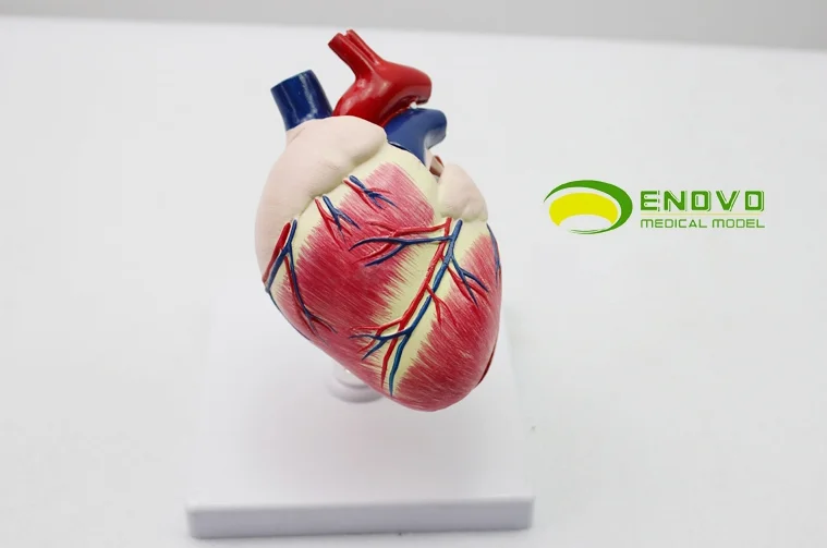 Dog Canine Pet Medical Heart Model Organ Veterinary Vet Animal Anatomy ...