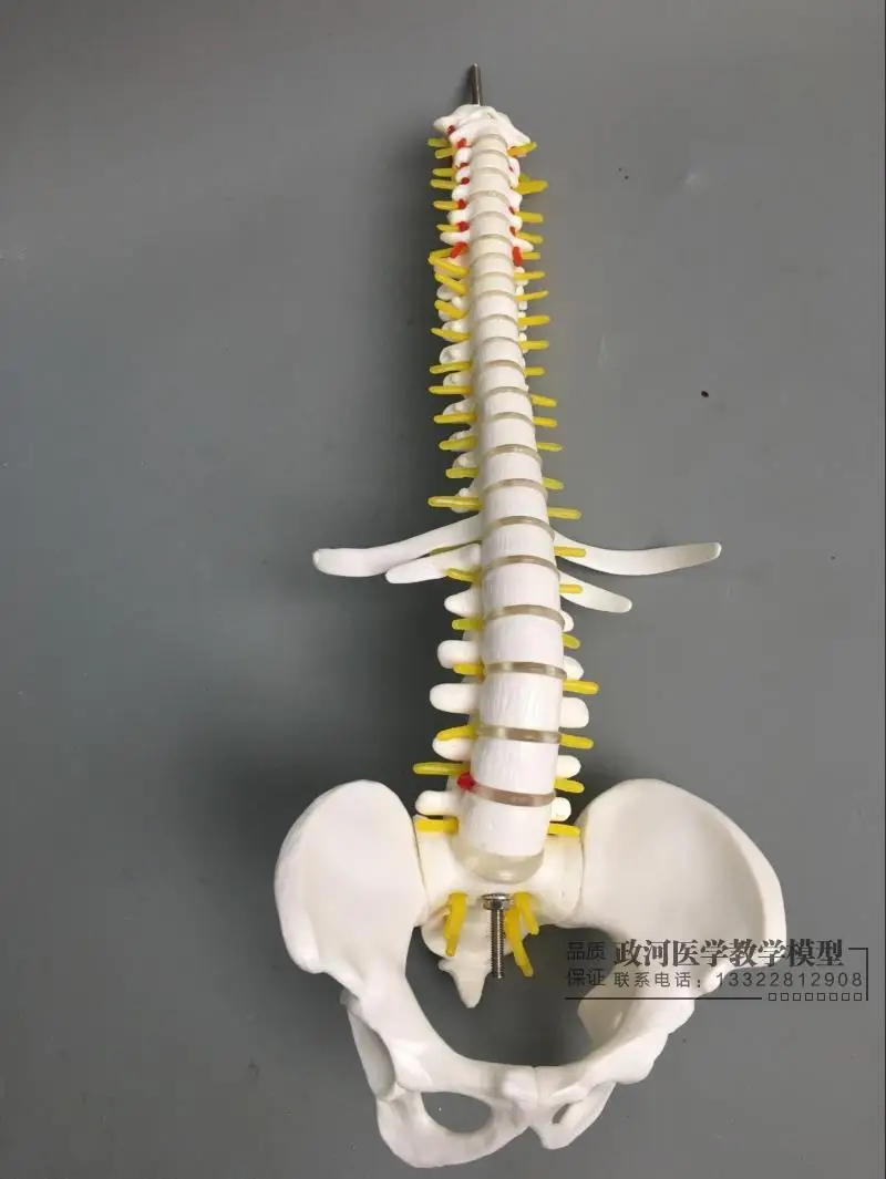 45cm small human spine model spine vertebrae model hip pelvis|model ...