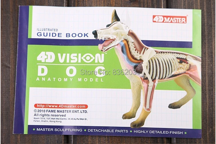 4D Master vision medical dog ANATOMY MODEL skeleton anatomical model ...