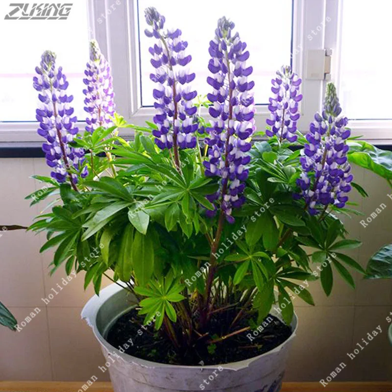 100pcs Seeds Mixed Color lupin (Lupine) Colorful Rainbow tropical ...