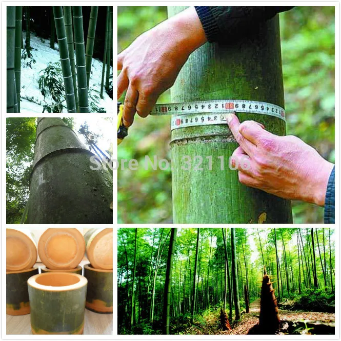 Moso Bamboo Seeds Bulk